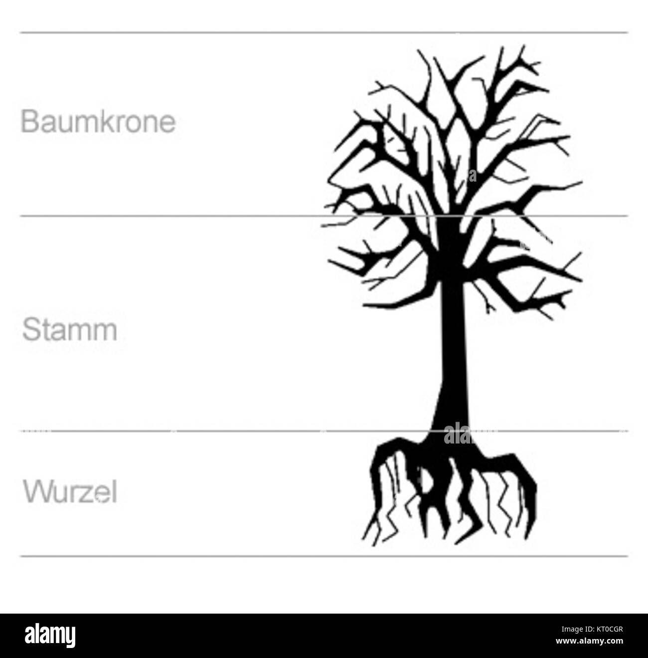 Roots tree in botanical Cut Out Stock Images & Pictures - Alamy