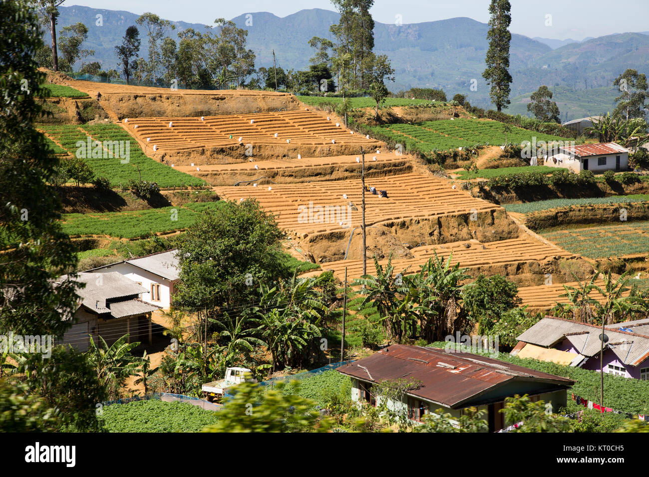 Landscape view of intensively cultivated terraced valley sides, near ...