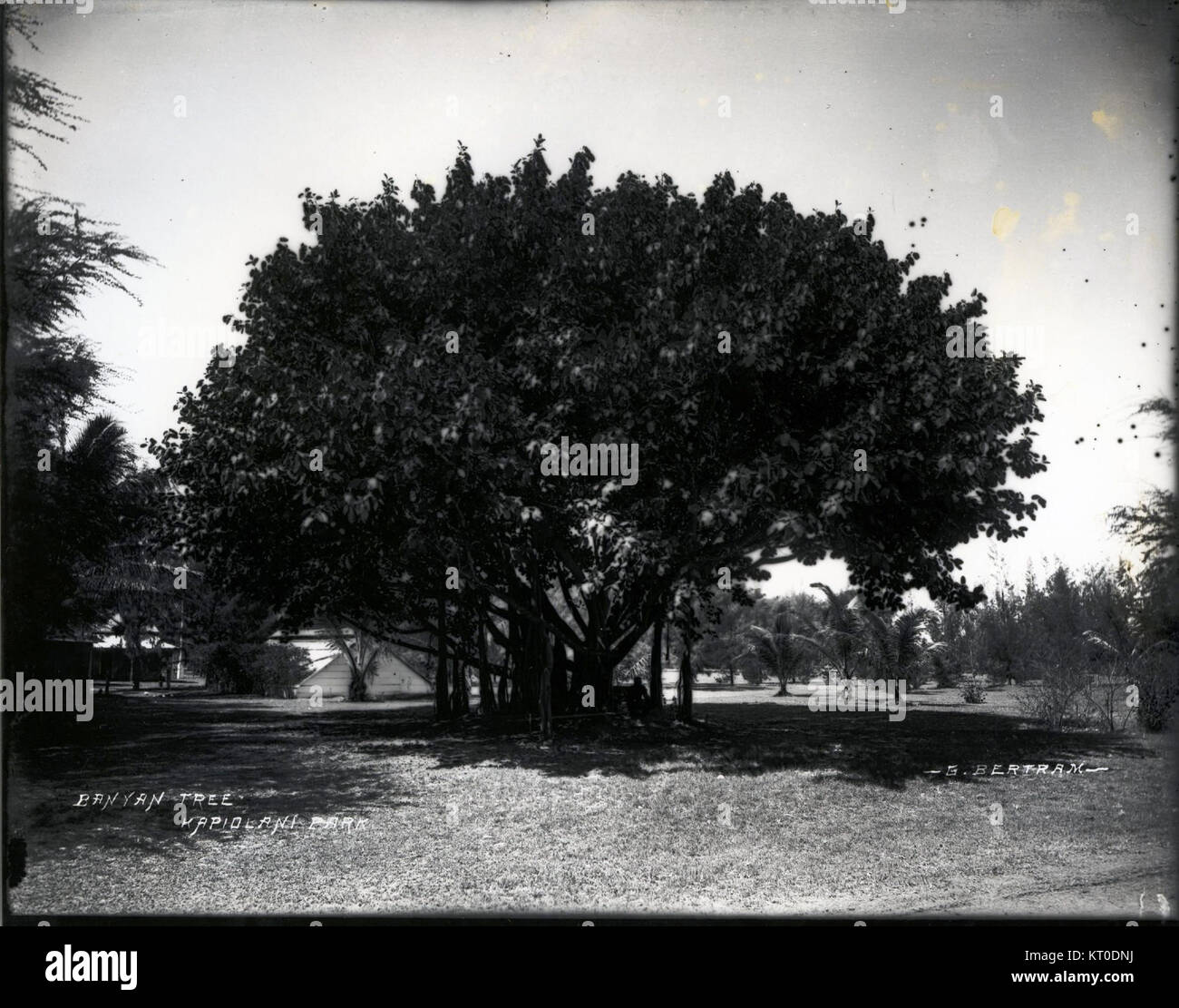This photograph by Brother Bertram features the famous Banyan Tree in ...