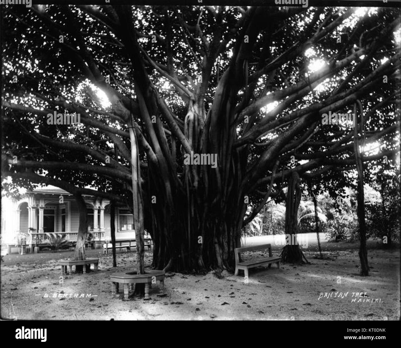 This photograph by Brother Bertram captures the iconic banyan tree in ...