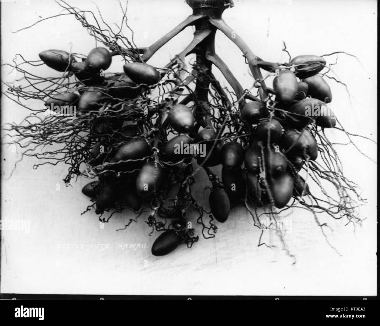 Beetle nuts hi-res stock photography and images - Alamy