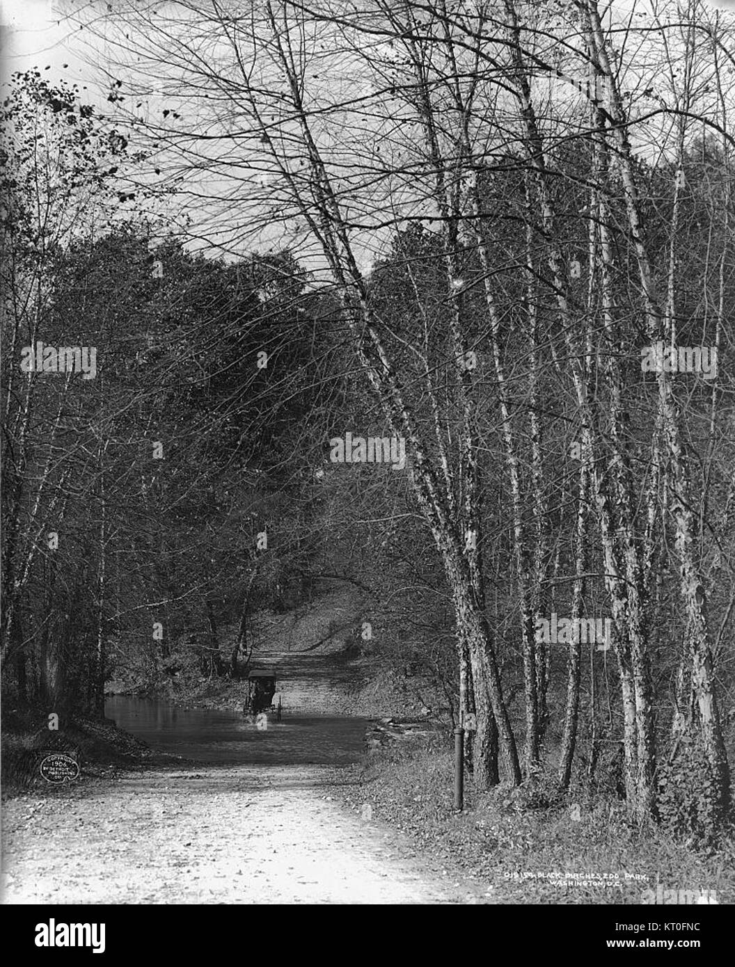 Outdoor birch tree Black and White Stock Photos & Images - Alamy