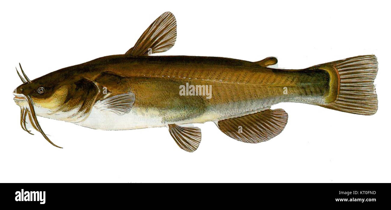 An image of a black bullhead (Ameiurus melas), a species of catfish ...