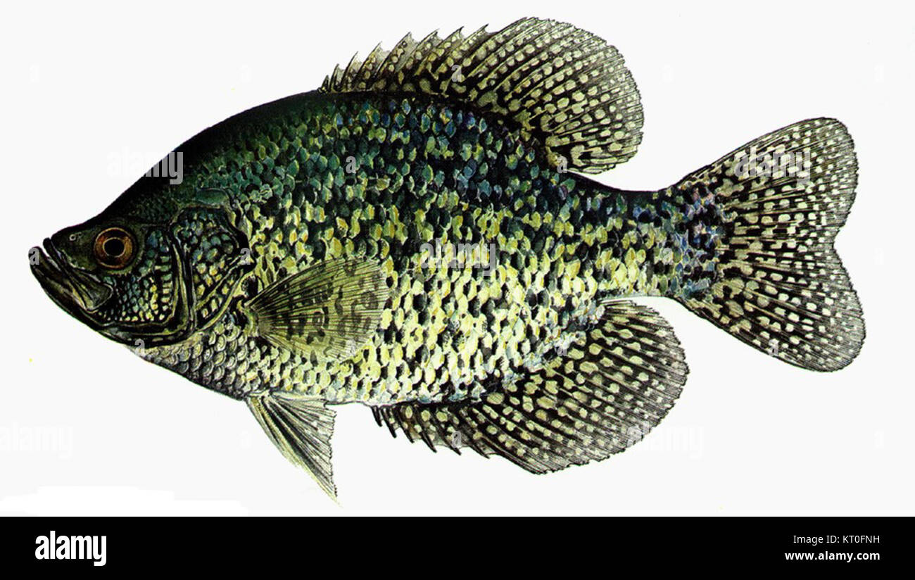 Widespread freshwater fish Cut Out Stock Images & Pictures - Alamy