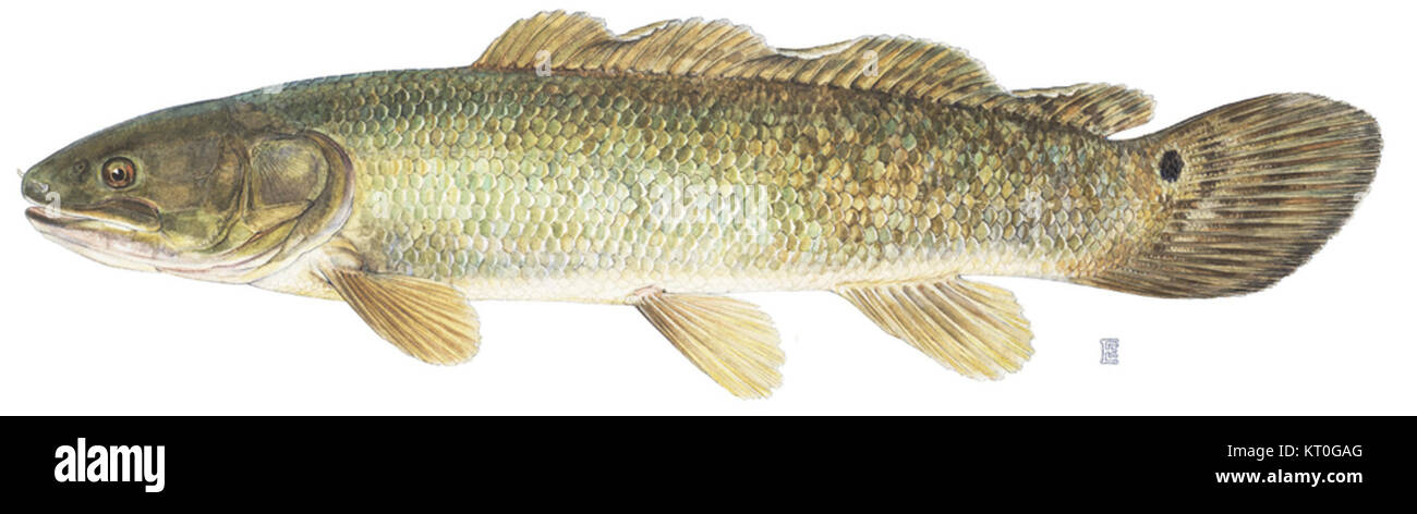The Bowfin (Amia calva) is a freshwater fish native to North America ...
