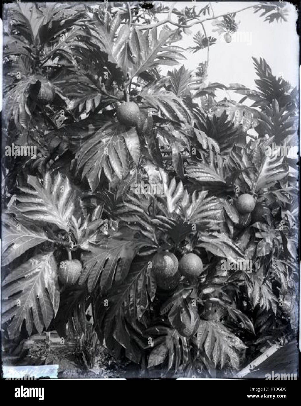 A photograph of a breadfruit tree taken by Brother Bertram. The ...
