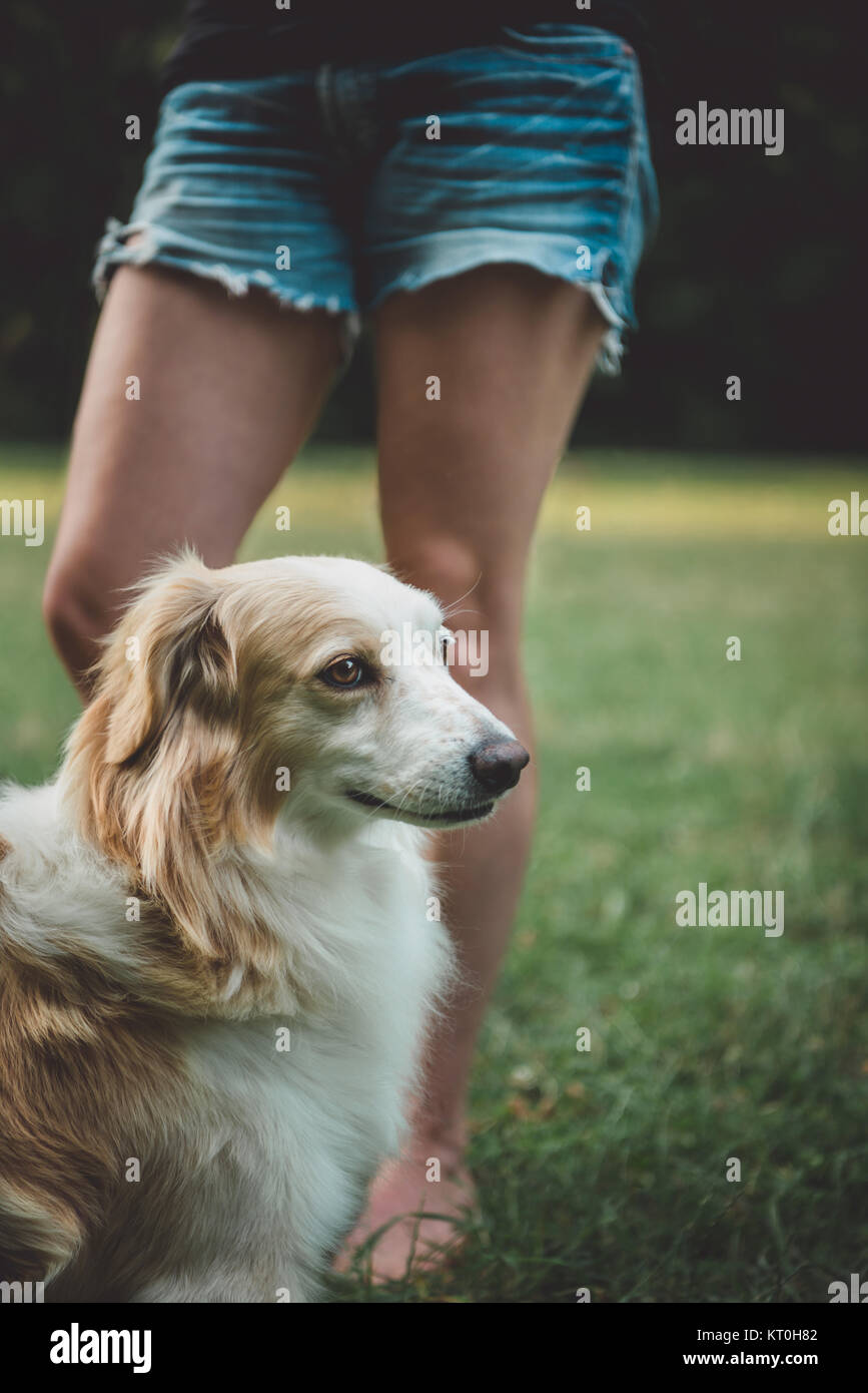 Portrait of a happy rescue dog named Benji obediently sitting by its ...