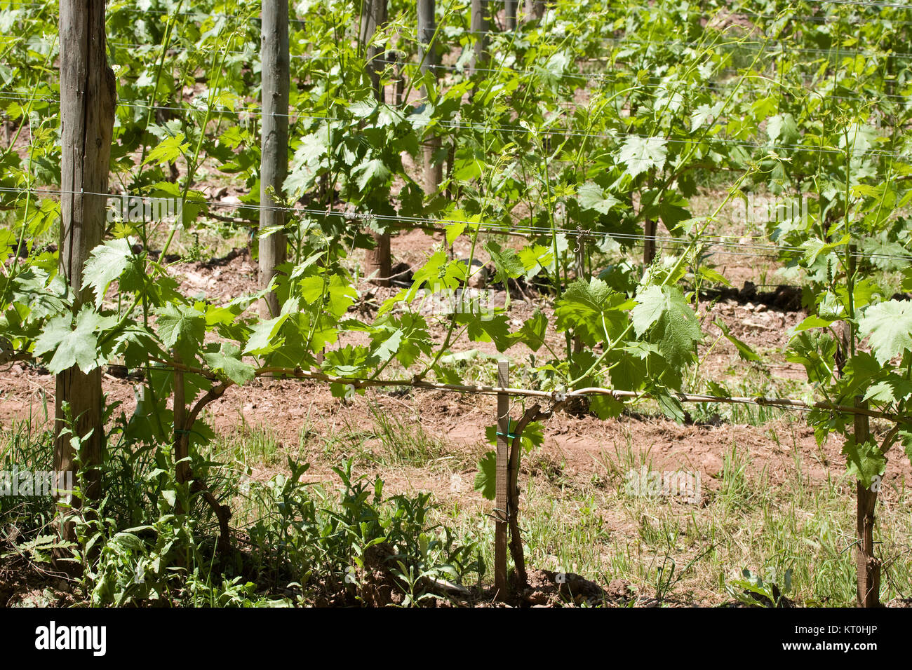 Cordon vine hi-res stock photography and images - Alamy