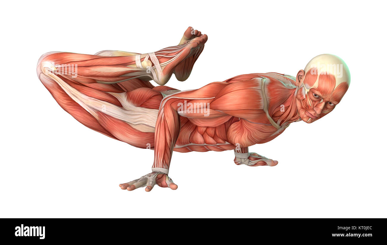 Muscular system anatomy hi-res stock photography and images - Alamy