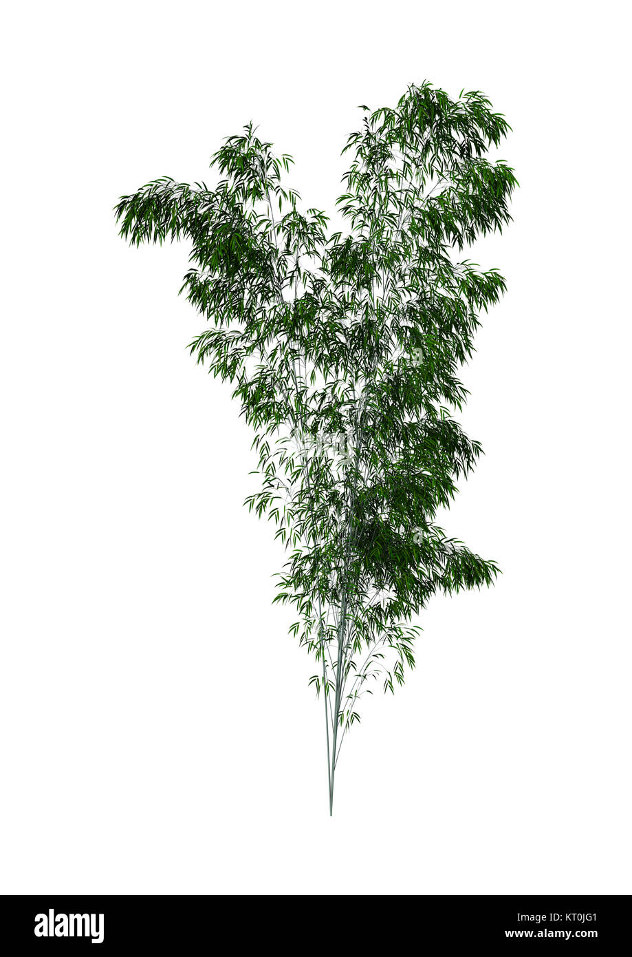 Bamboo trees on white Cut Out Stock Images & Pictures - Alamy