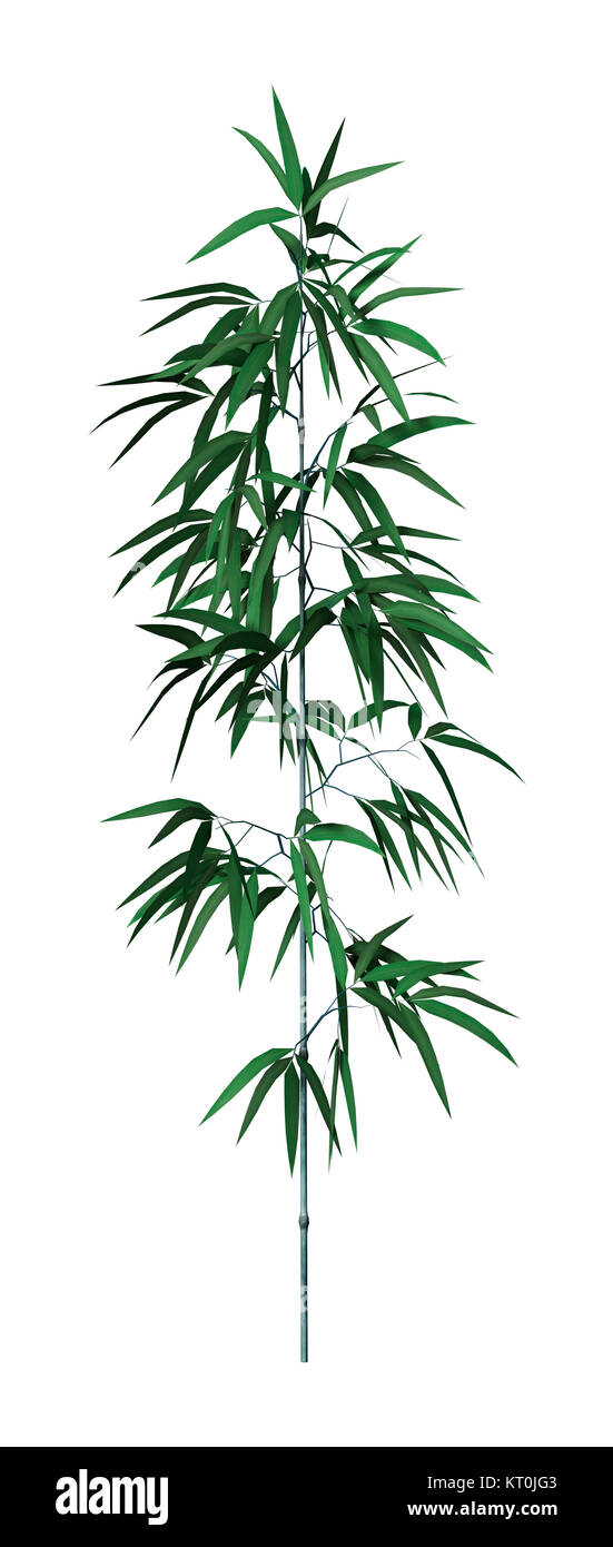 3D Rendering Bamboo Tree on White Stock Photo - Alamy