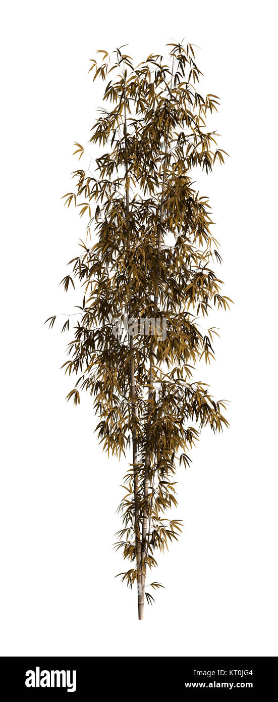 3D Rendering Bamboo Trees on White Stock Photo - Alamy