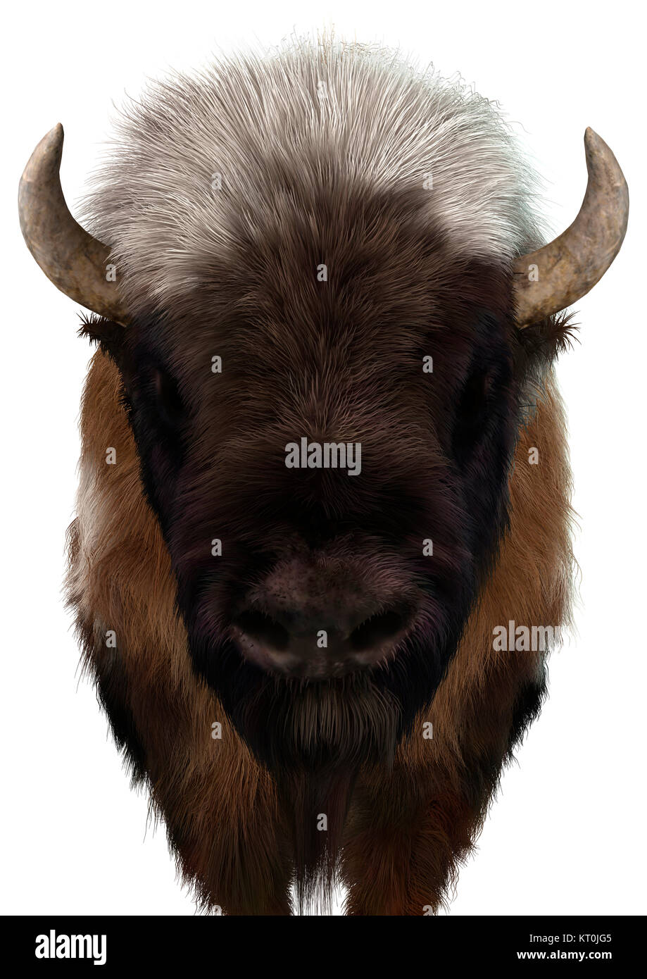 3D Rendering American Bison on White Stock Photo - Alamy