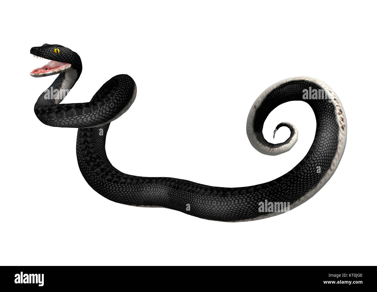 3D Rendering Southern Black Racer on White Stock Photo - Alamy