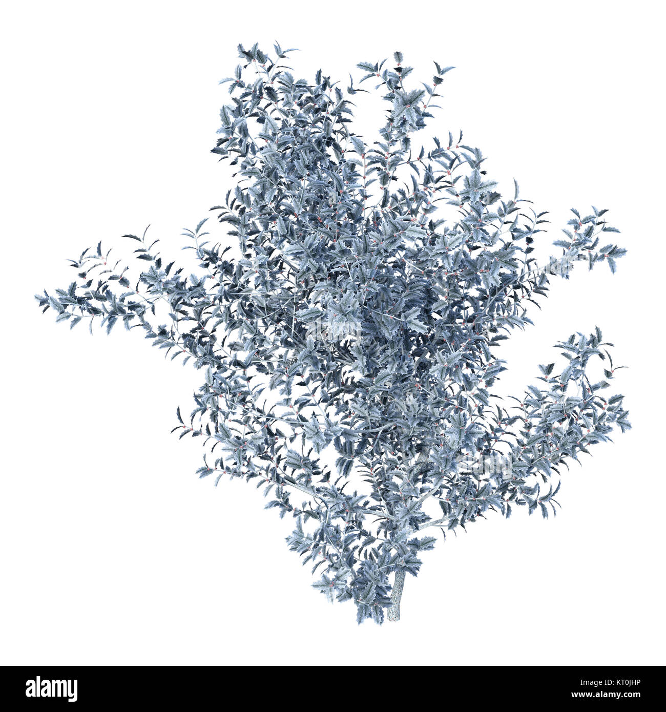 Holly tree snow Cut Out Stock Images & Pictures - Alamy
