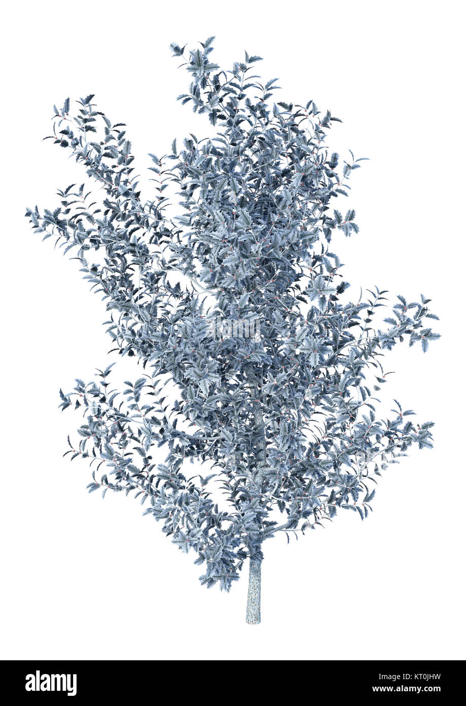 Holly tree snow Cut Out Stock Images & Pictures - Alamy