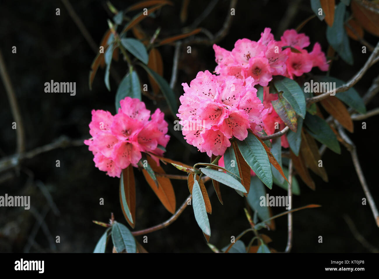 Vacation nepal hi-res stock photography and images - Alamy