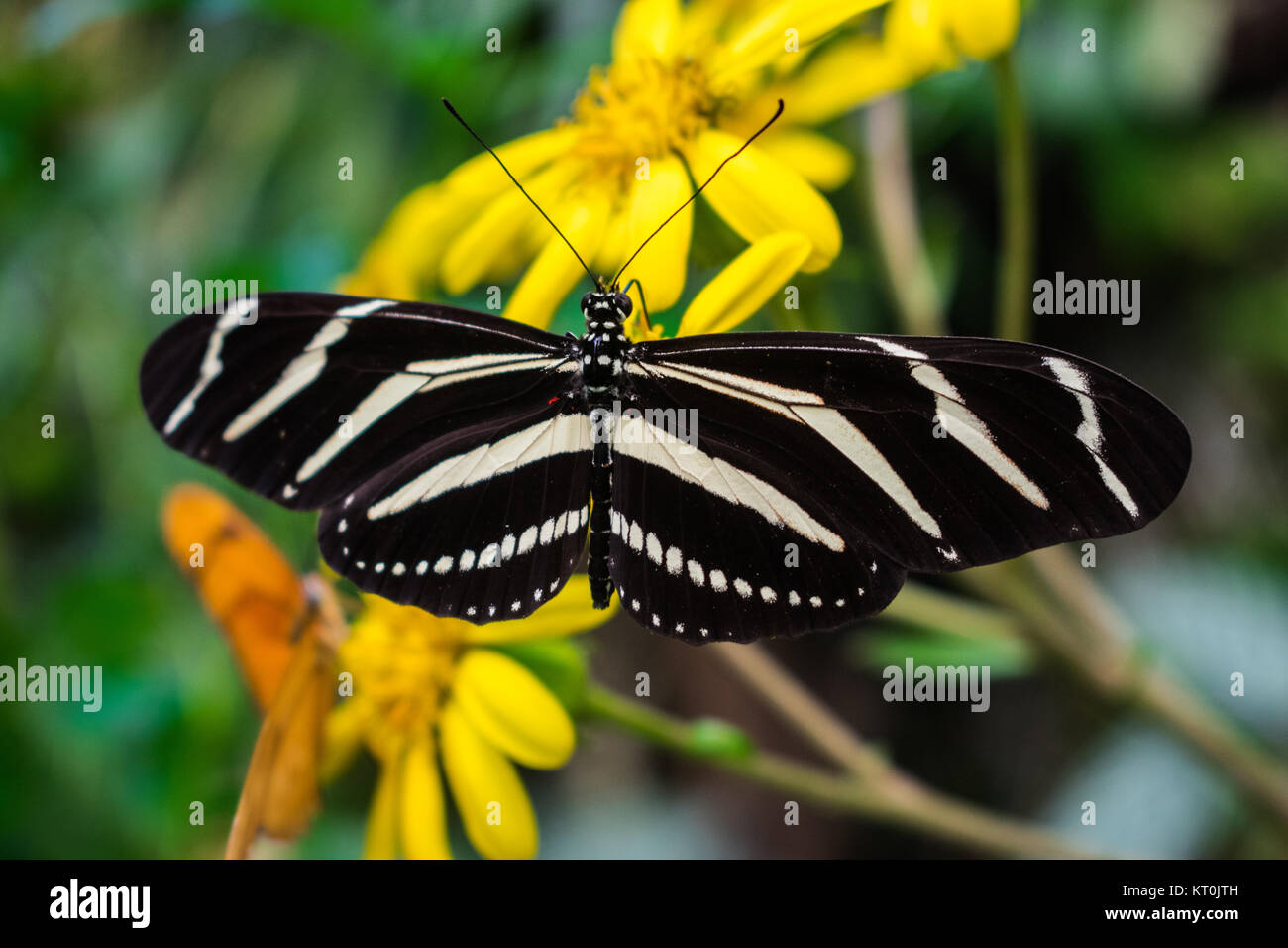 Heliconius charithonia, the zebra longwing or zebra heliconian ...