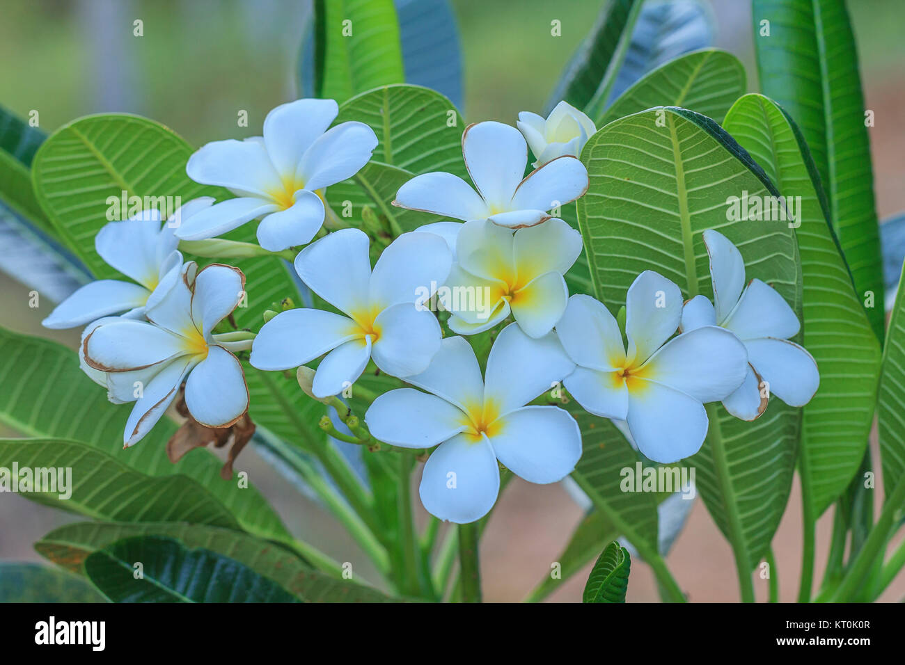 White frangipani flower Stock Photo - Alamy