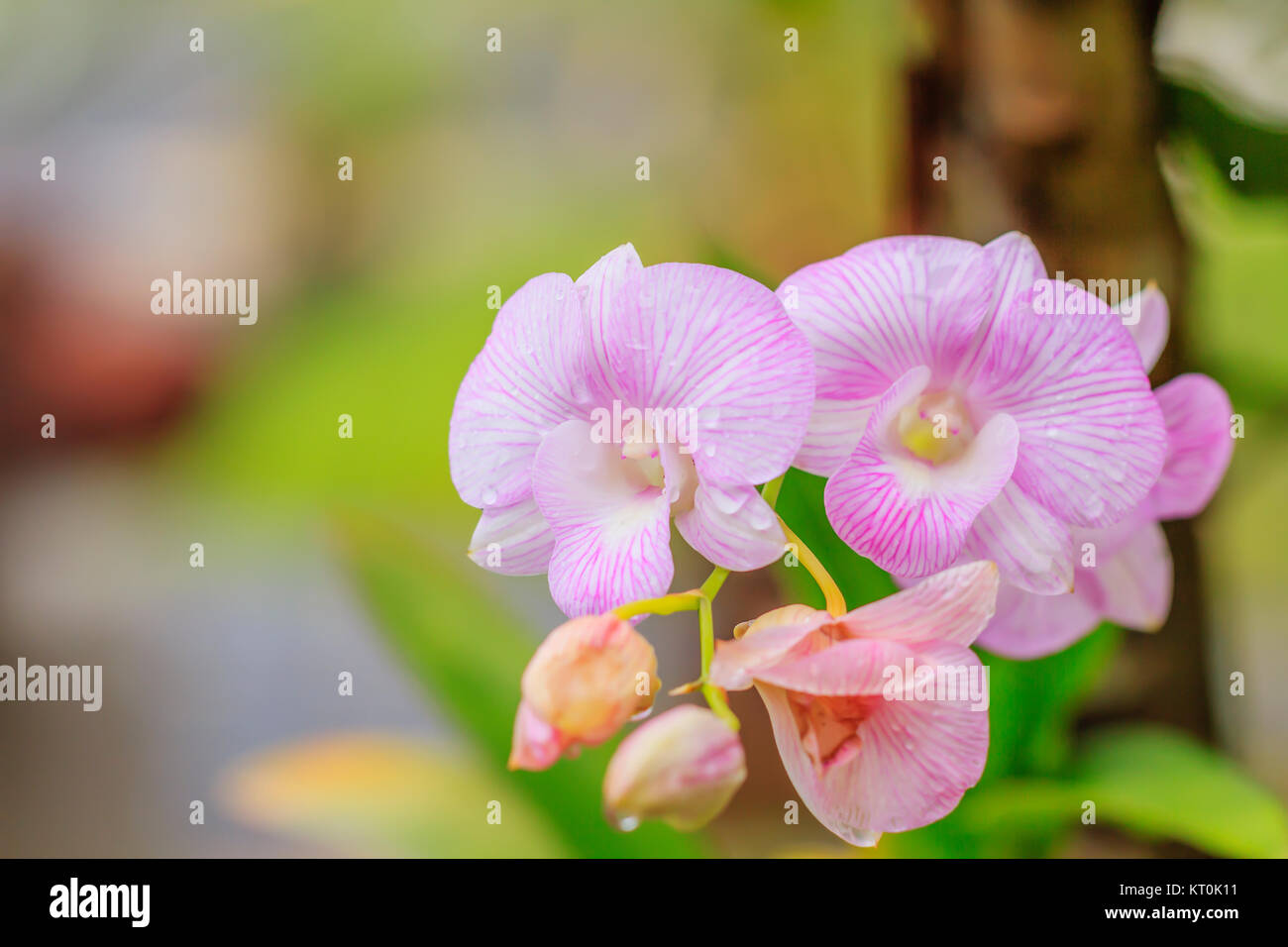 Beautiful Pink Orchid Stock Photo - Alamy