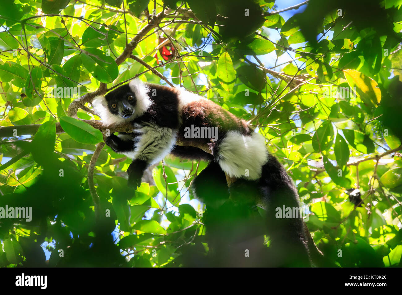 Black-and-white ruffed lemur, Madagascar wildlife Stock Photo - Alamy