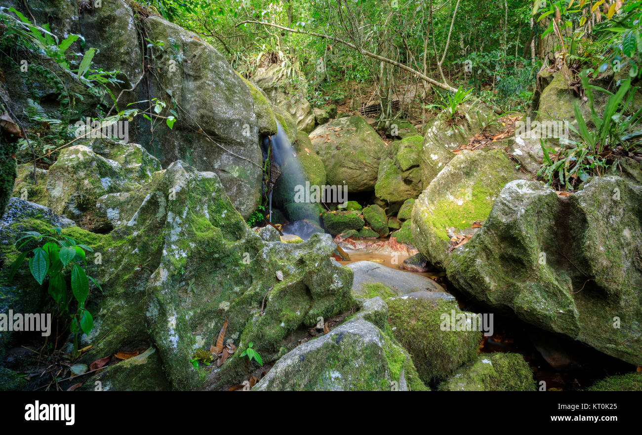 Madagascar rainforest panorama hi-res stock photography and images - Alamy