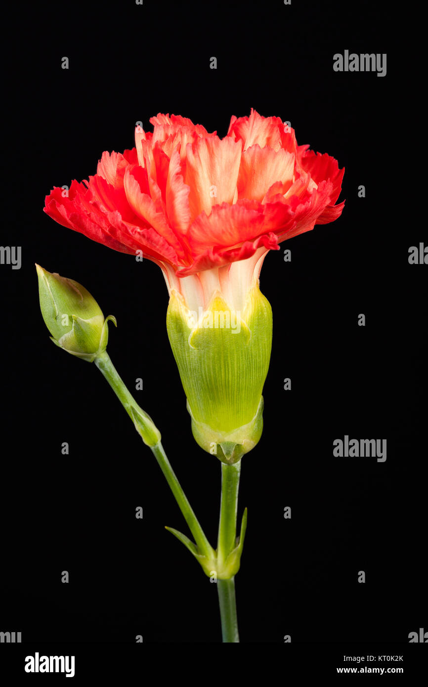 Flower of red carnation (Dianthus caryophyllus) isolated on black ...