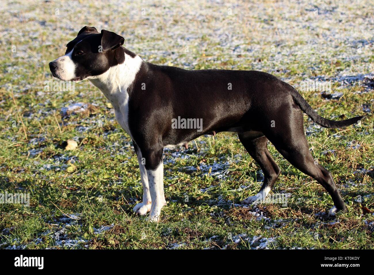 Black amstaff hi-res stock photography and images - Alamy