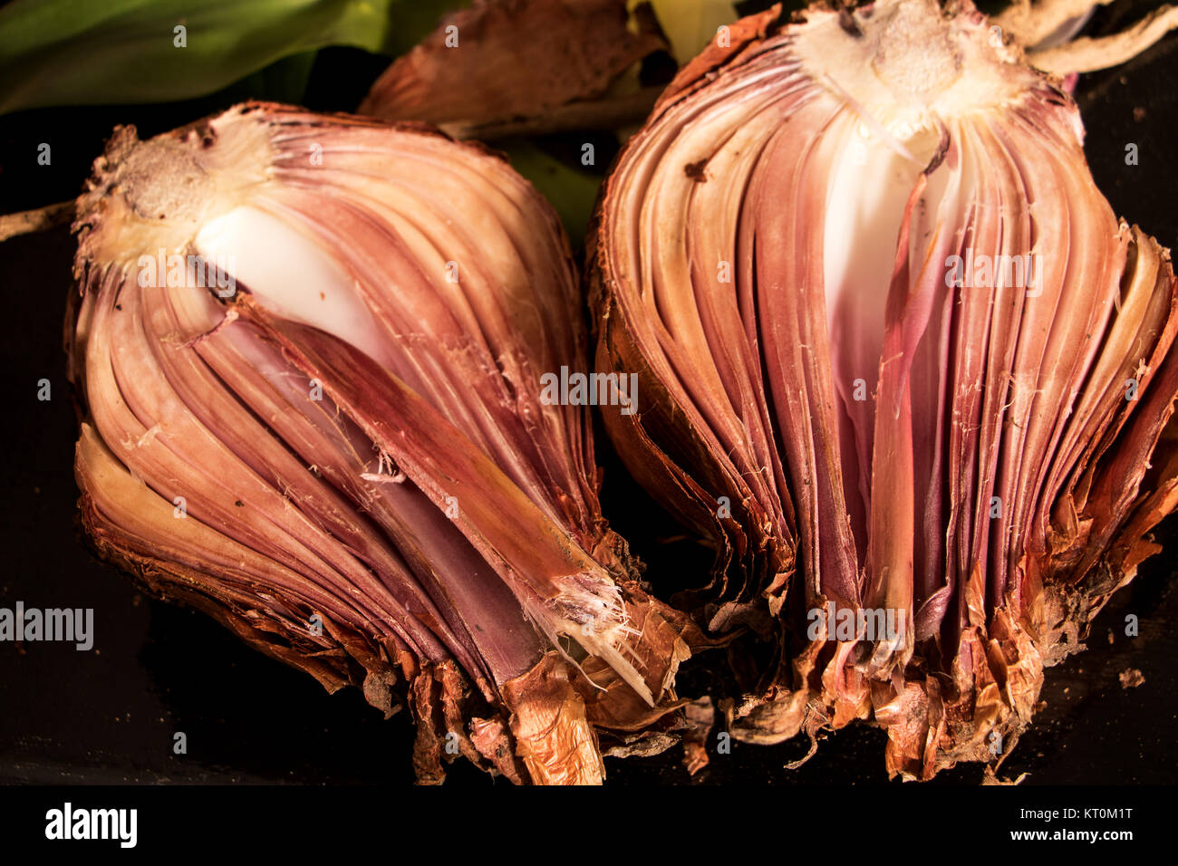 Scillae bulbus hi-res stock photography and images - Alamy