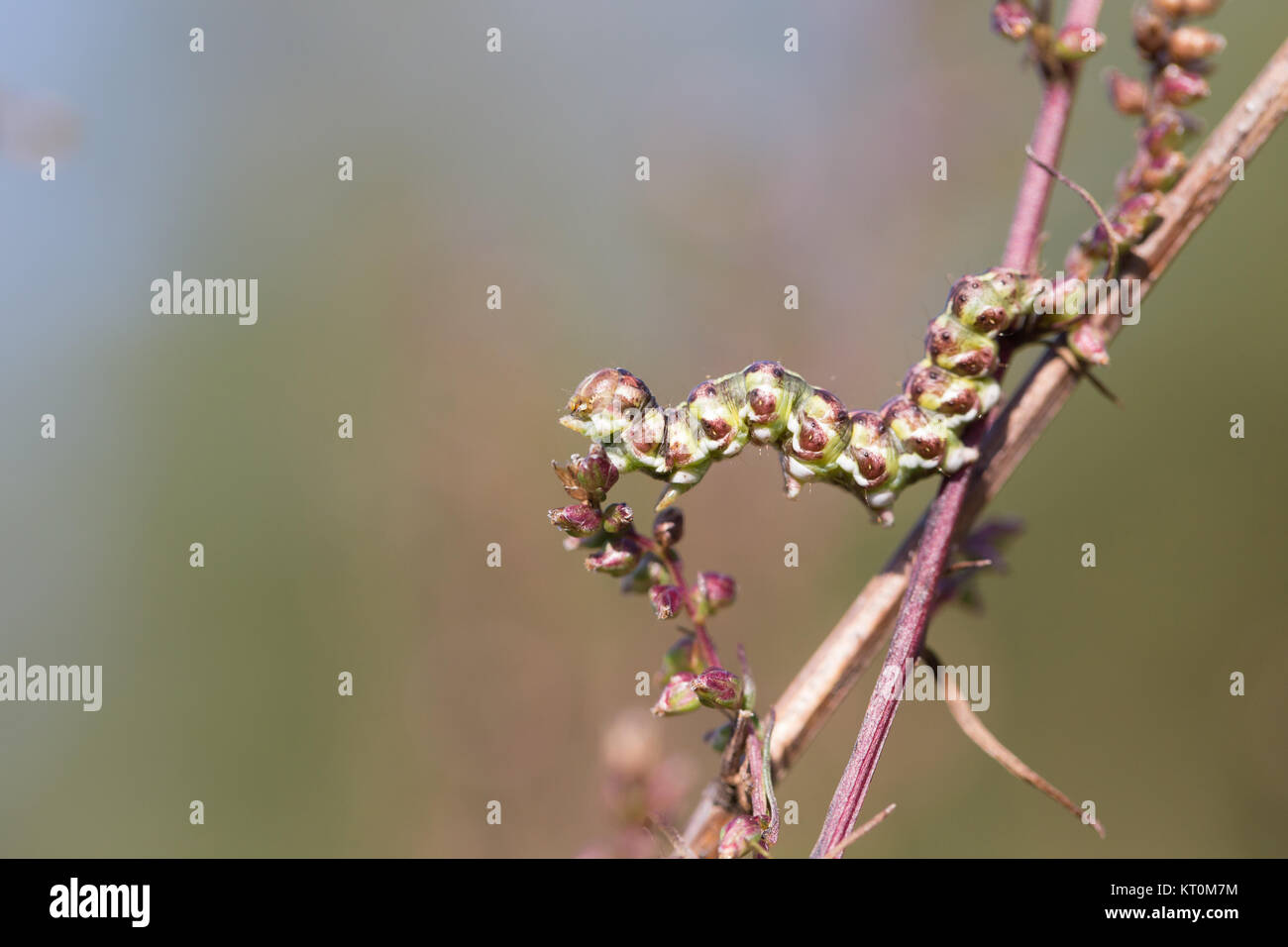 Silver wormwood hi-res stock photography and images - Alamy