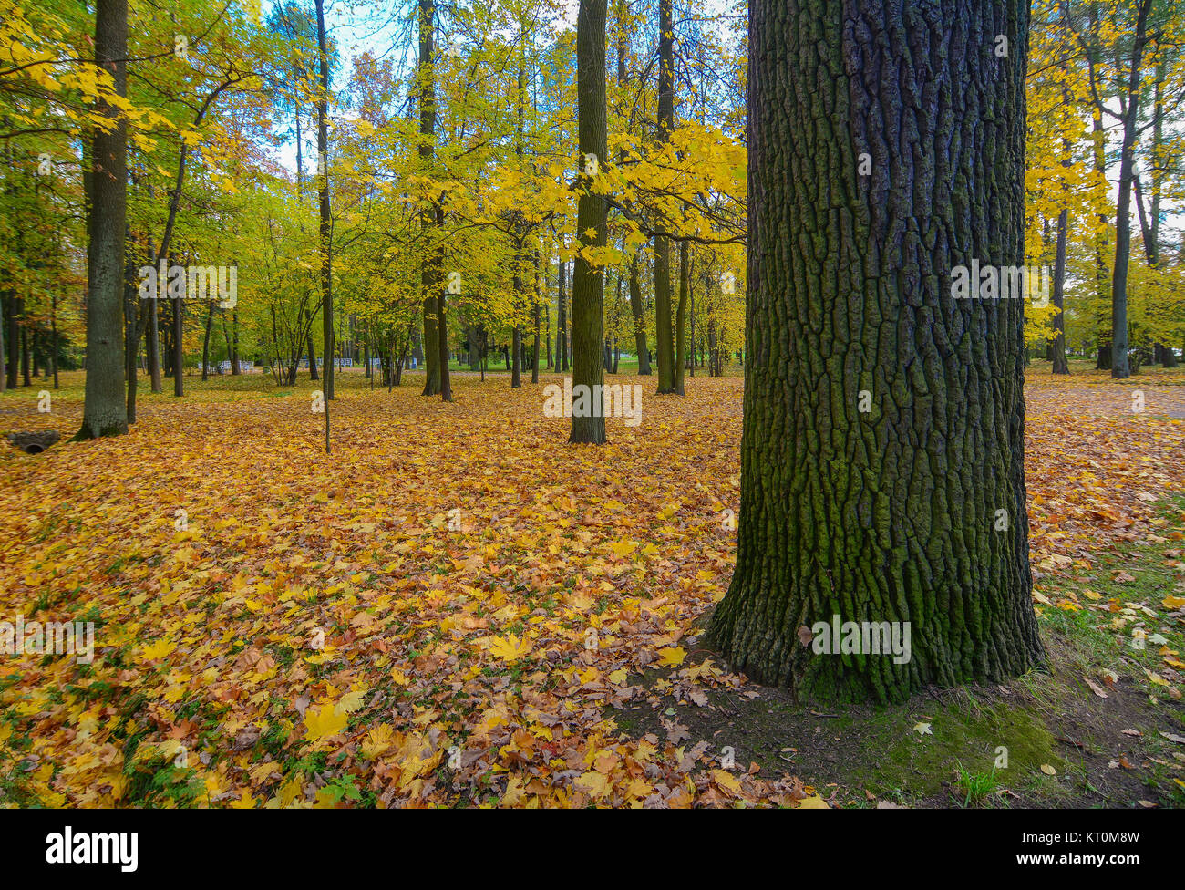 Autumn forest at Pushkin Village (Tsarskoye Selo) in Saint Petersburg ...