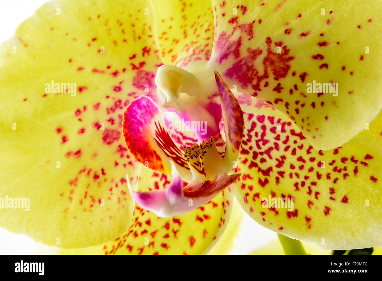 Detail of yellow orchid with its petals, colors and textures Stock ...
