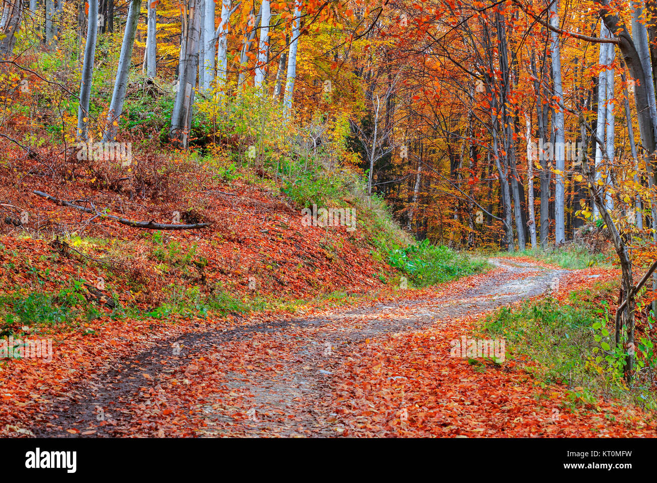 Colorful and bright autumn forest Stock Photo - Alamy