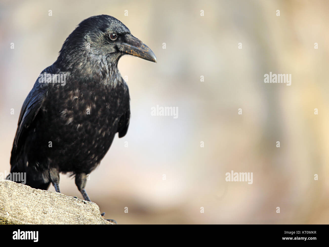 carrion crow corvus corone corone Stock Photo - Alamy