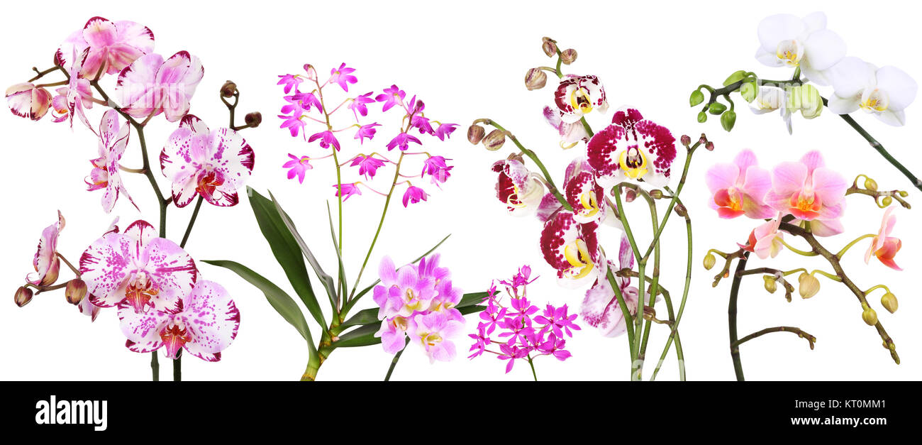 Tropical flower collage hi-res stock photography and images - Alamy