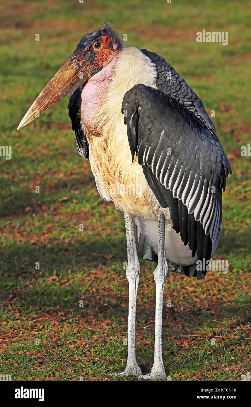 African marabu hi-res stock photography and images - Alamy