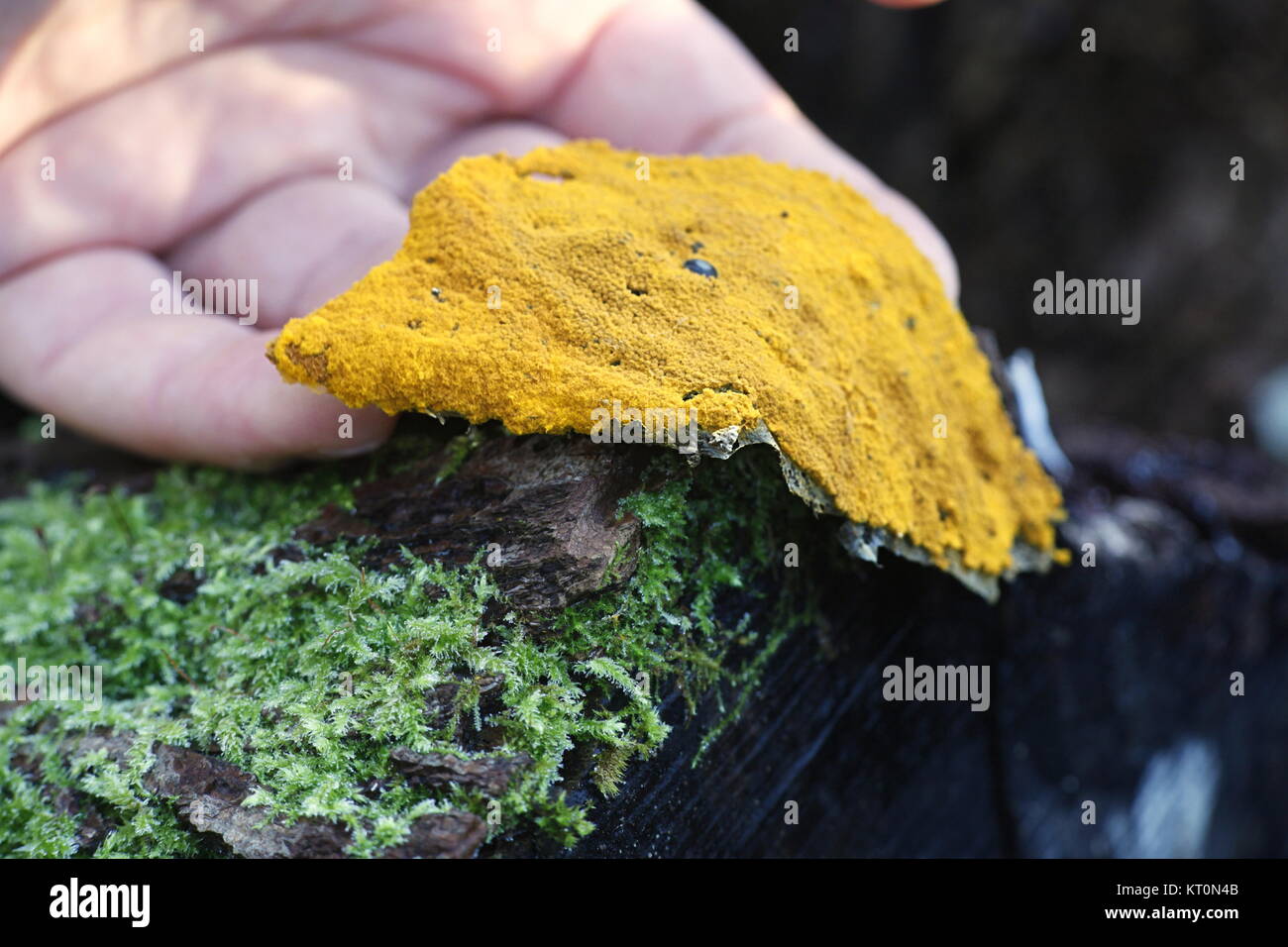 Slime cup hi-res stock photography and images - Alamy