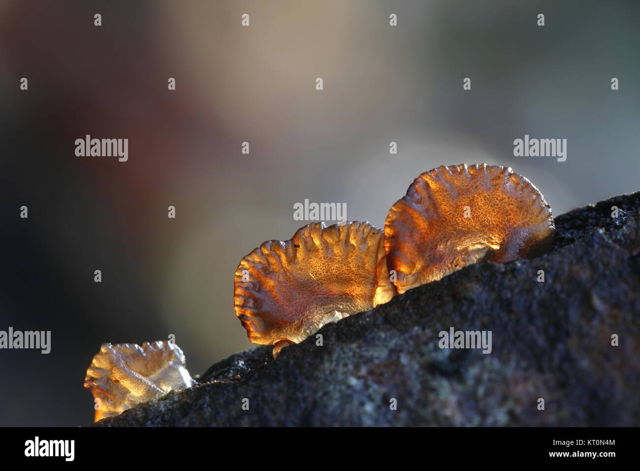 Amber jelly fungus, Exidia recisa, growing on a willow in Finland Stock ...