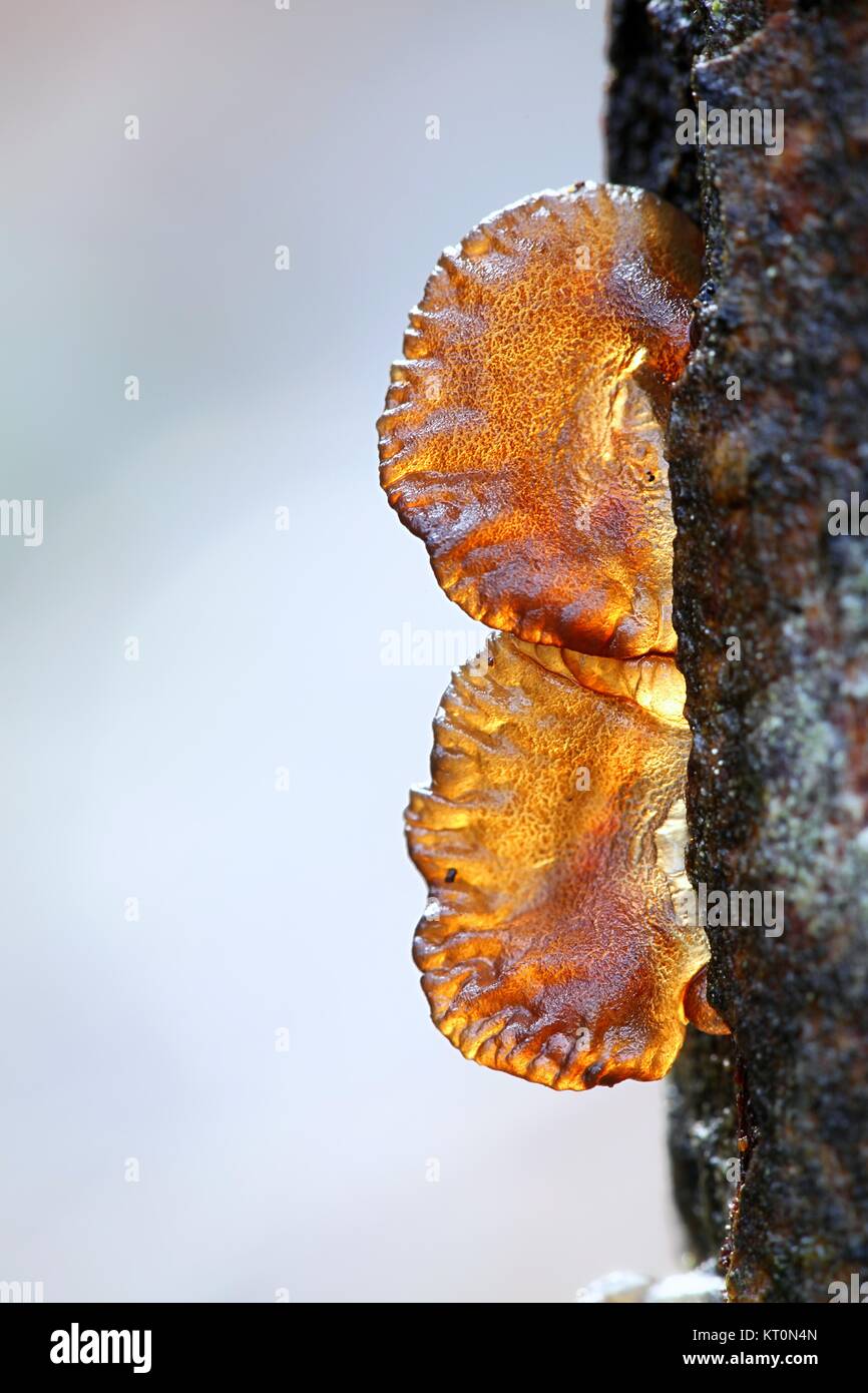 Amber jelly fungus, Exidia recisa, growing on a willow in Finland Stock ...