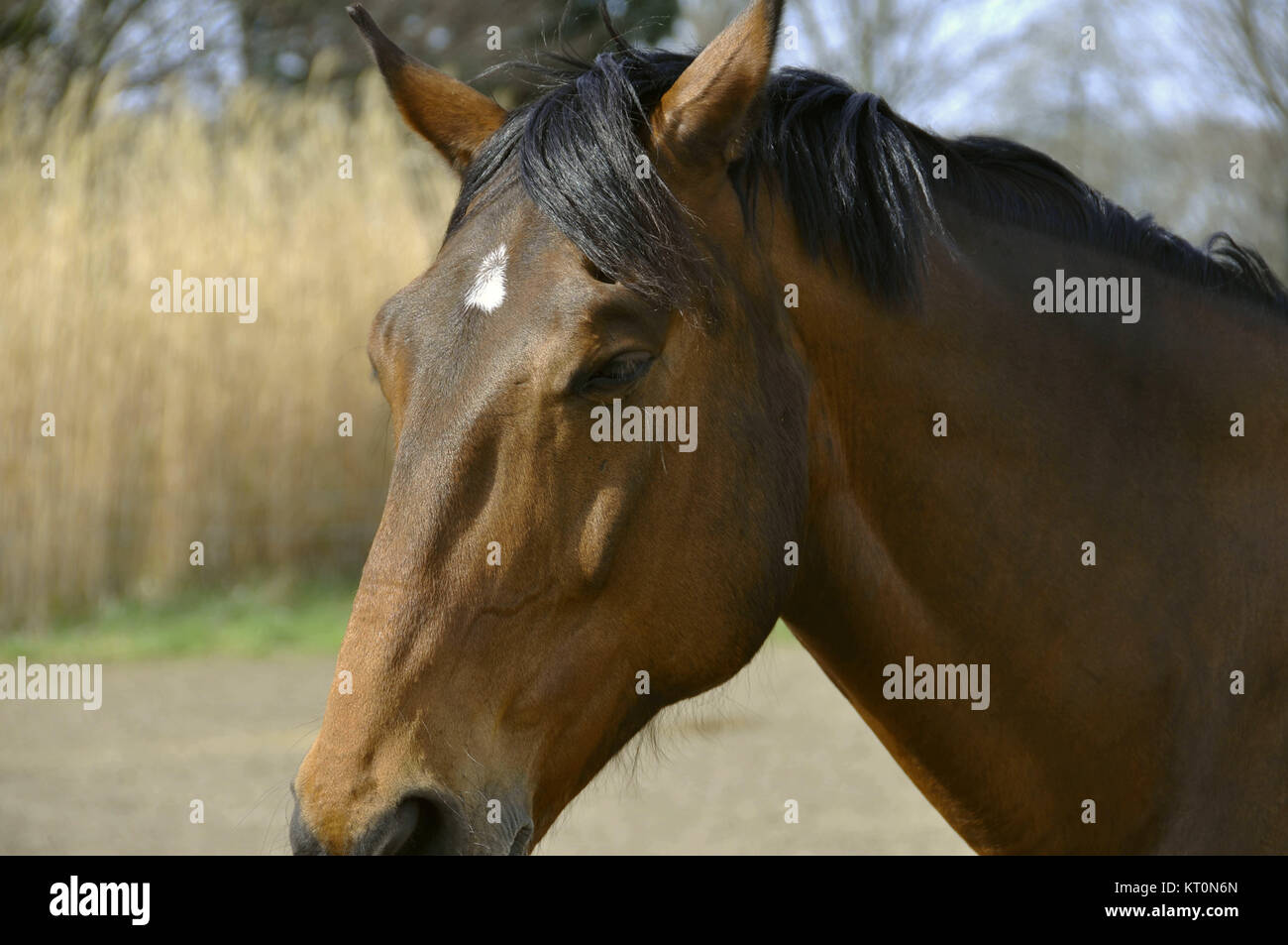 Fluchttier hi-res stock photography and images - Alamy