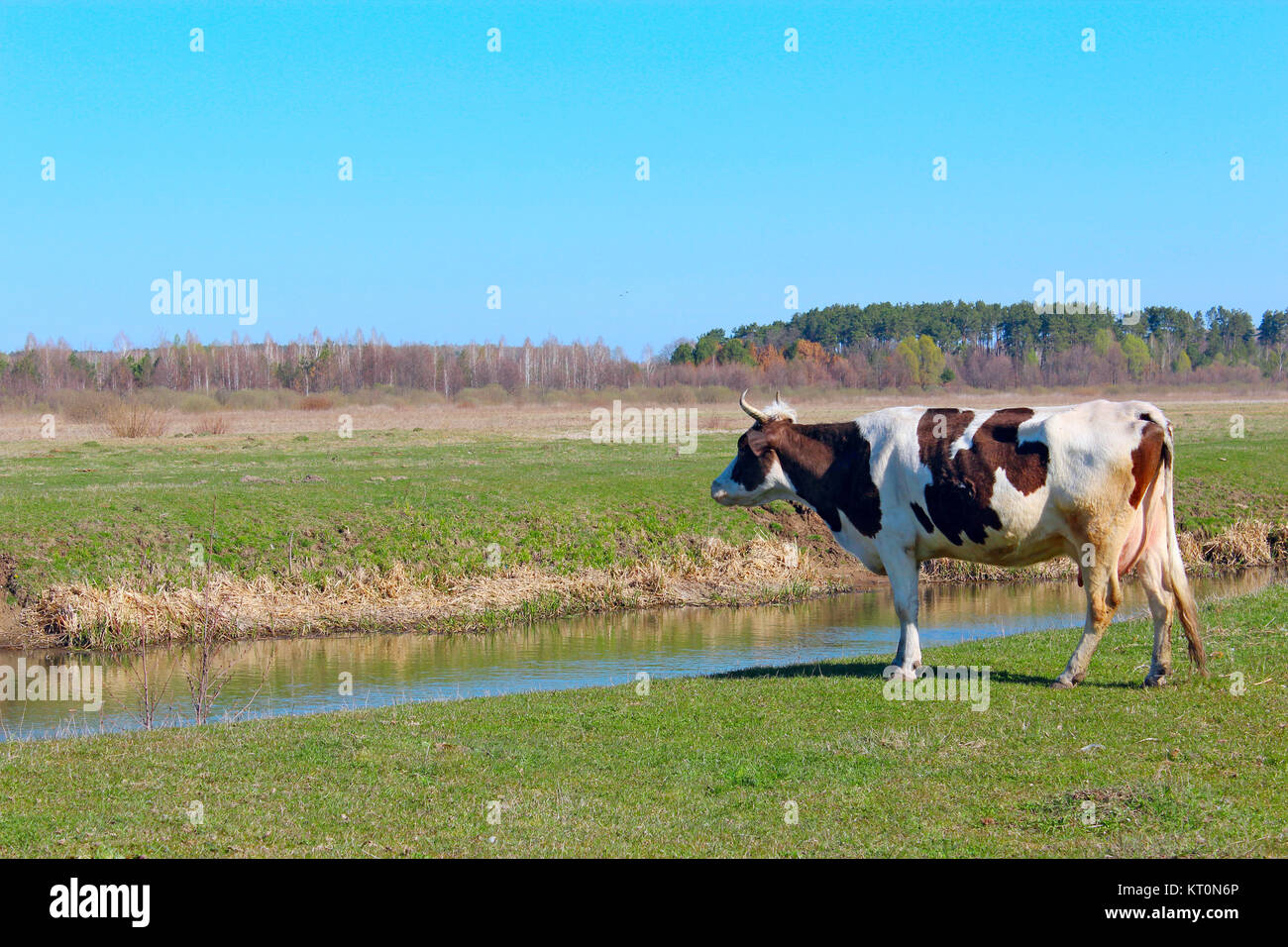 cow near the river Stock Photo - Alamy