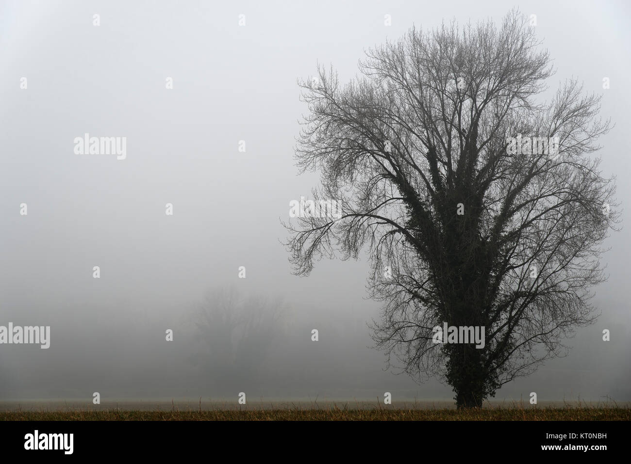 A tree in the fog Stock Photo - Alamy