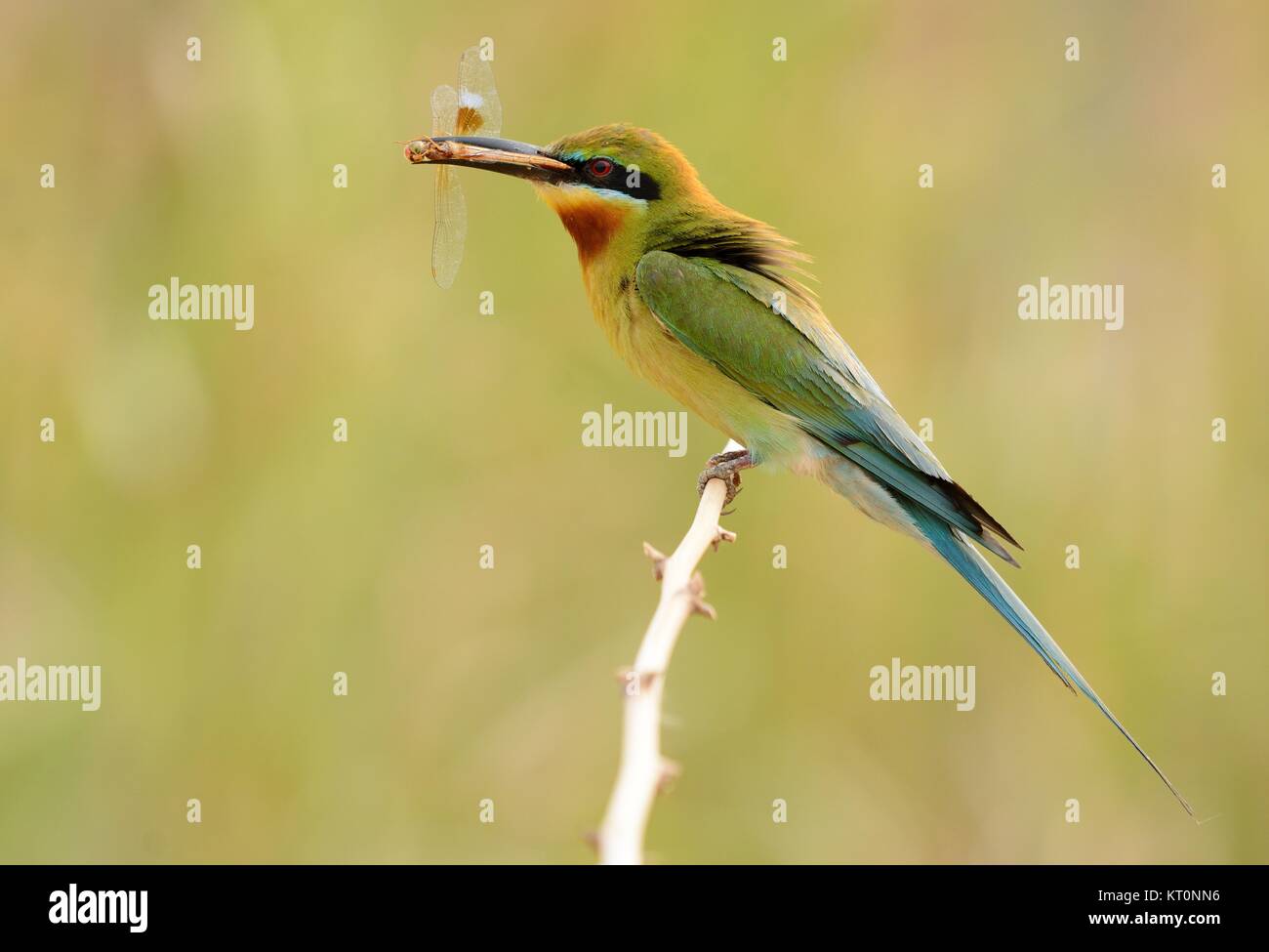 beautiful blue tailed bee eater (Merops philippinus) possing Stock ...
