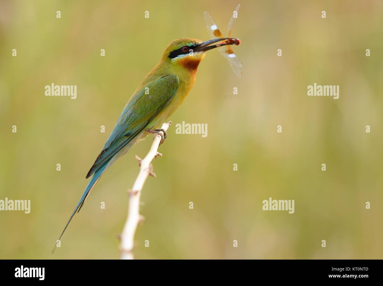 beautiful blue tailed bee eater (Merops philippinus) possing Stock ...