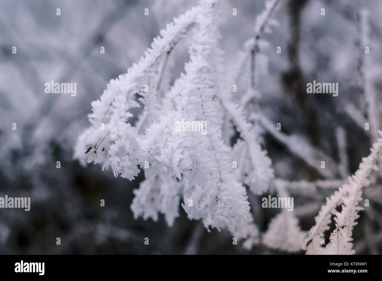 Frozen branch covered with snow Stock Photo - Alamy