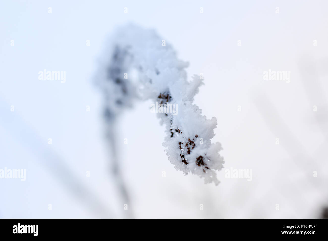 Frozen branch covered with snow Stock Photo - Alamy