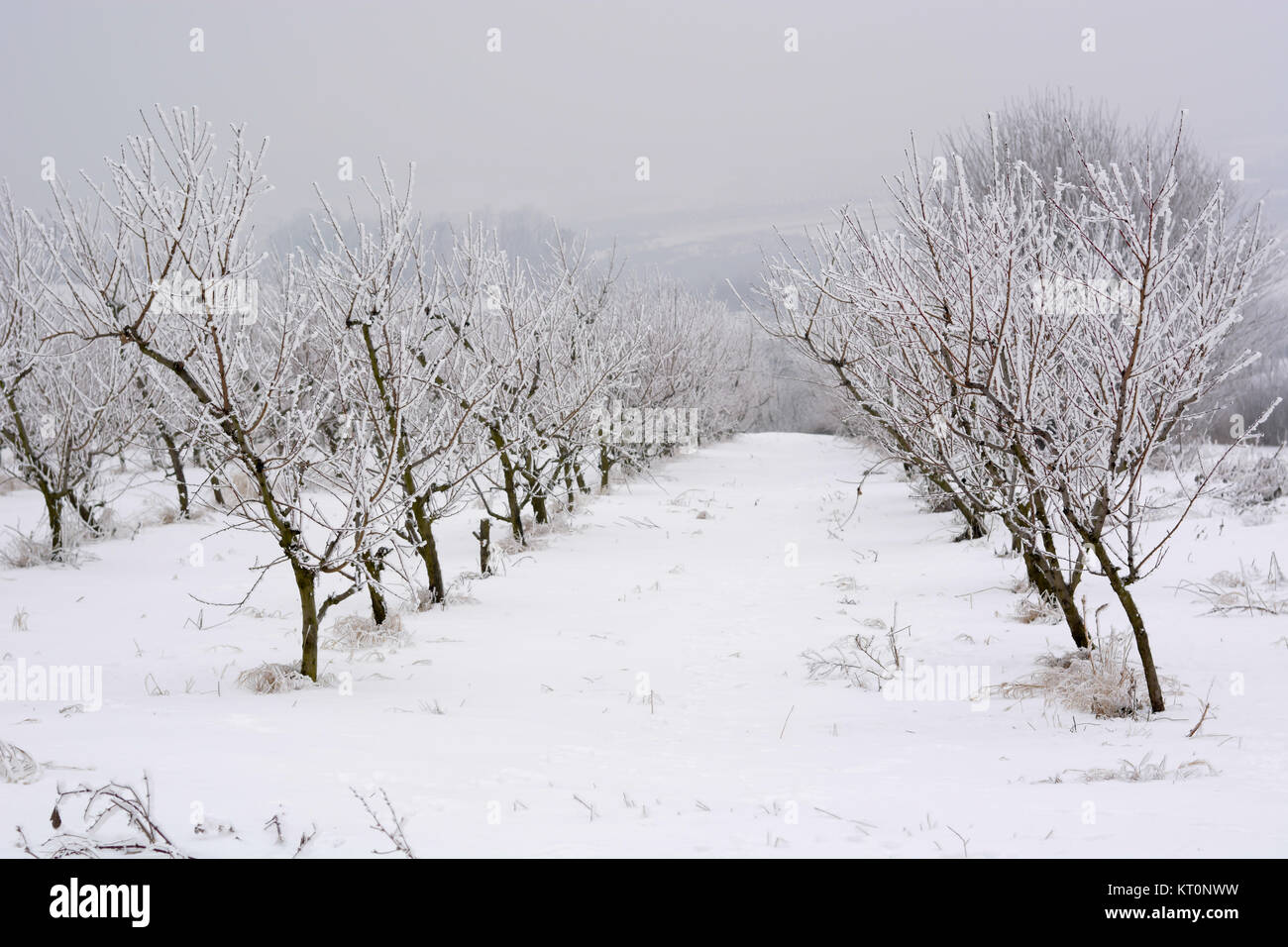 Peach orchard covered with snow in winter,shallow dof Stock Photo - Alamy