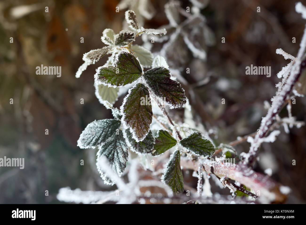 Frozen branches covered with snow Stock Photo - Alamy