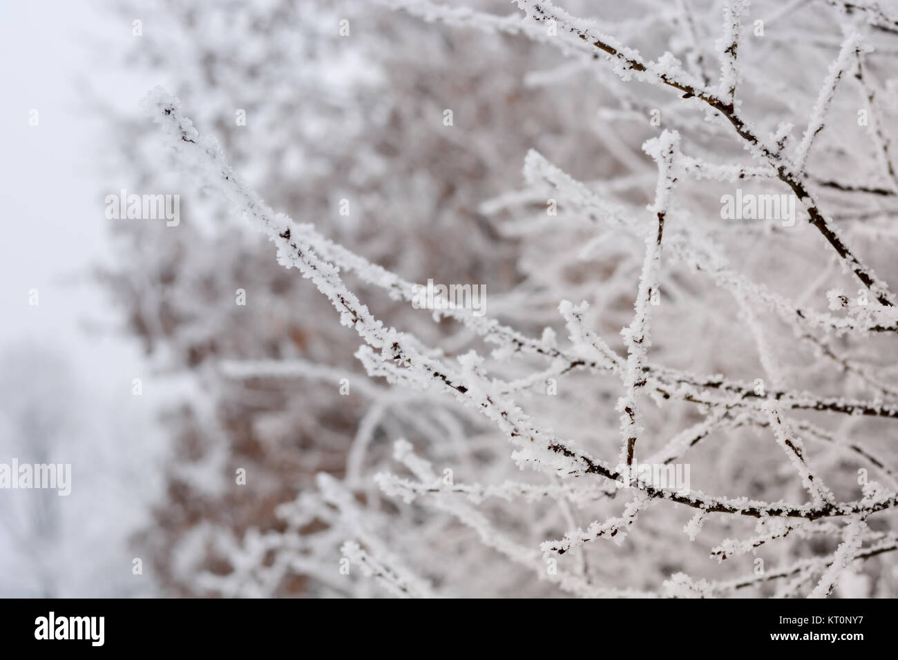 Frozen branch covered with snow Stock Photo - Alamy