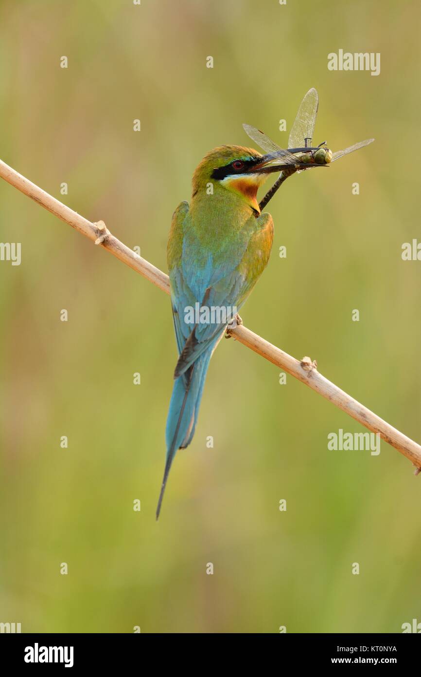beautiful blue tailed bee eater (Merops philippinus) possing Stock ...